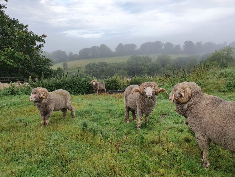 THE SHEEP THAT DISAPPEARED (THEN CAME BACK)